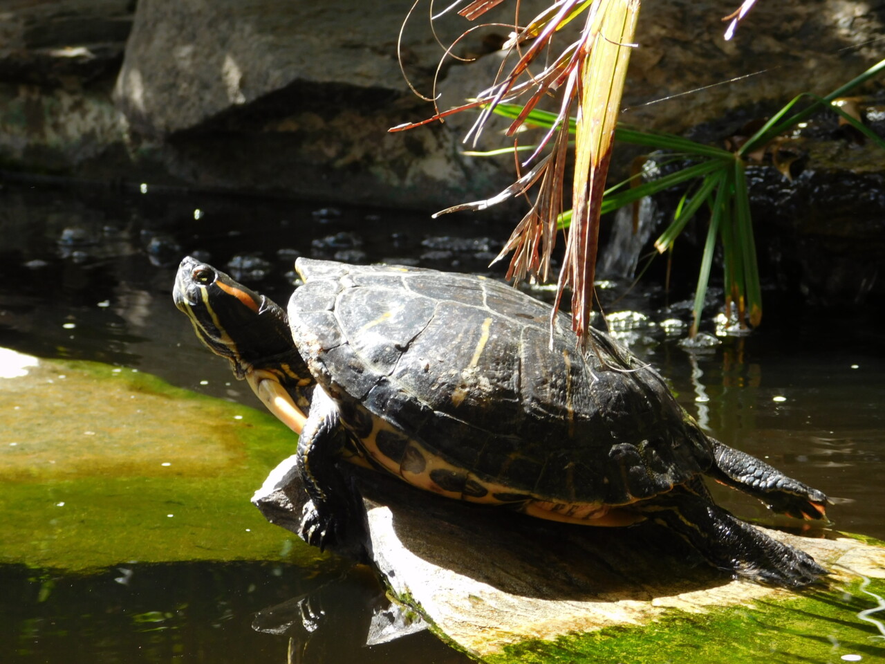 What is an Outdoor Pond Turtle? Differences from Greenhouse Turtles ...