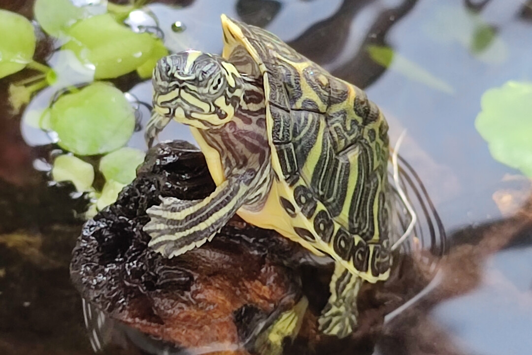 Methods for Determining a Turtle's Hibernation Status: How to ...