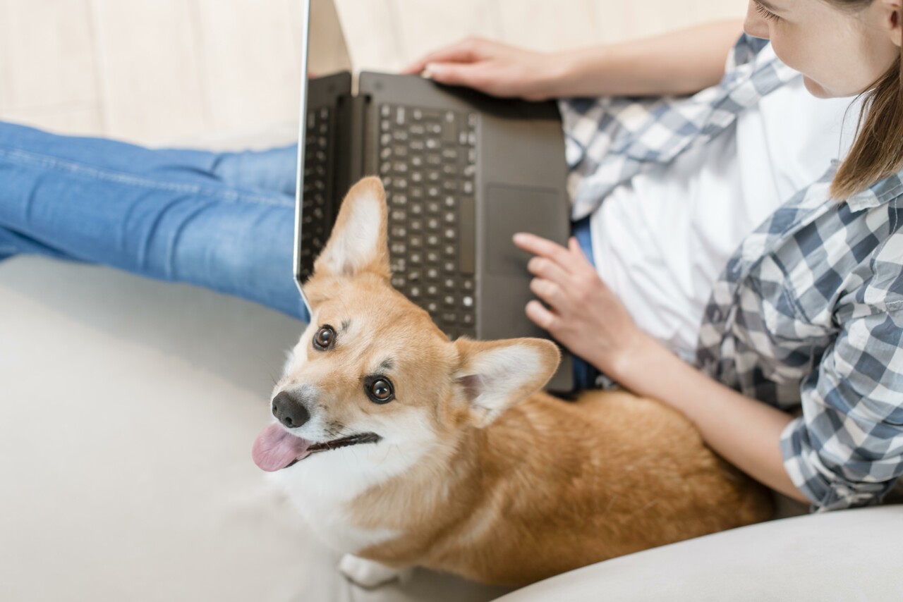 Why Are Corgis Tail Docked? Historical Tradition or Aesthetic ...